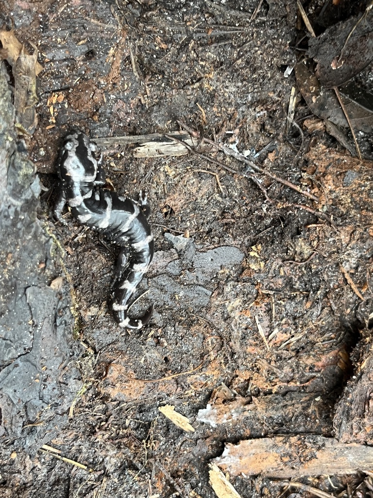Marbled Salamander in December 2023 by Matthew · iNaturalist