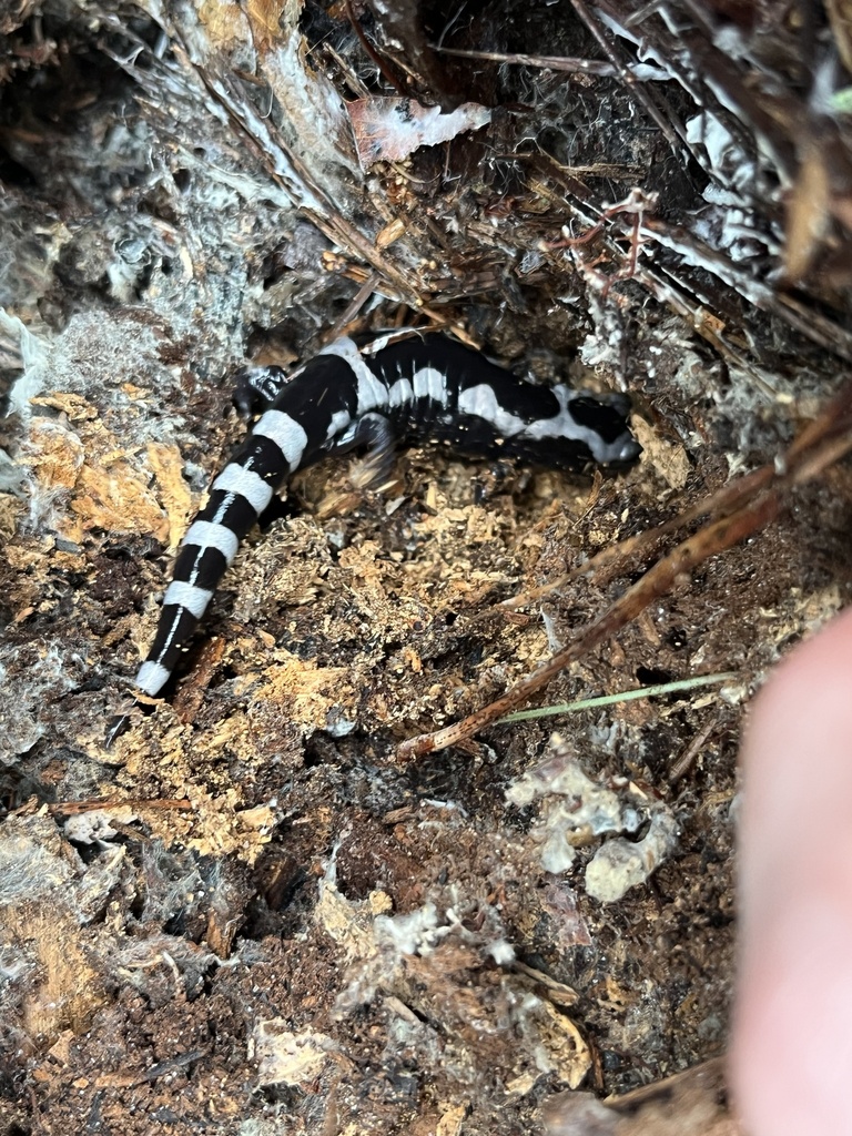 Marbled Salamander in December 2023 by Matthew · iNaturalist