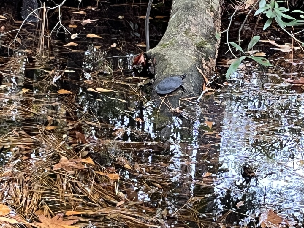 Spotted Turtle in December 2023 by Matthew. Lifer!! · iNaturalist