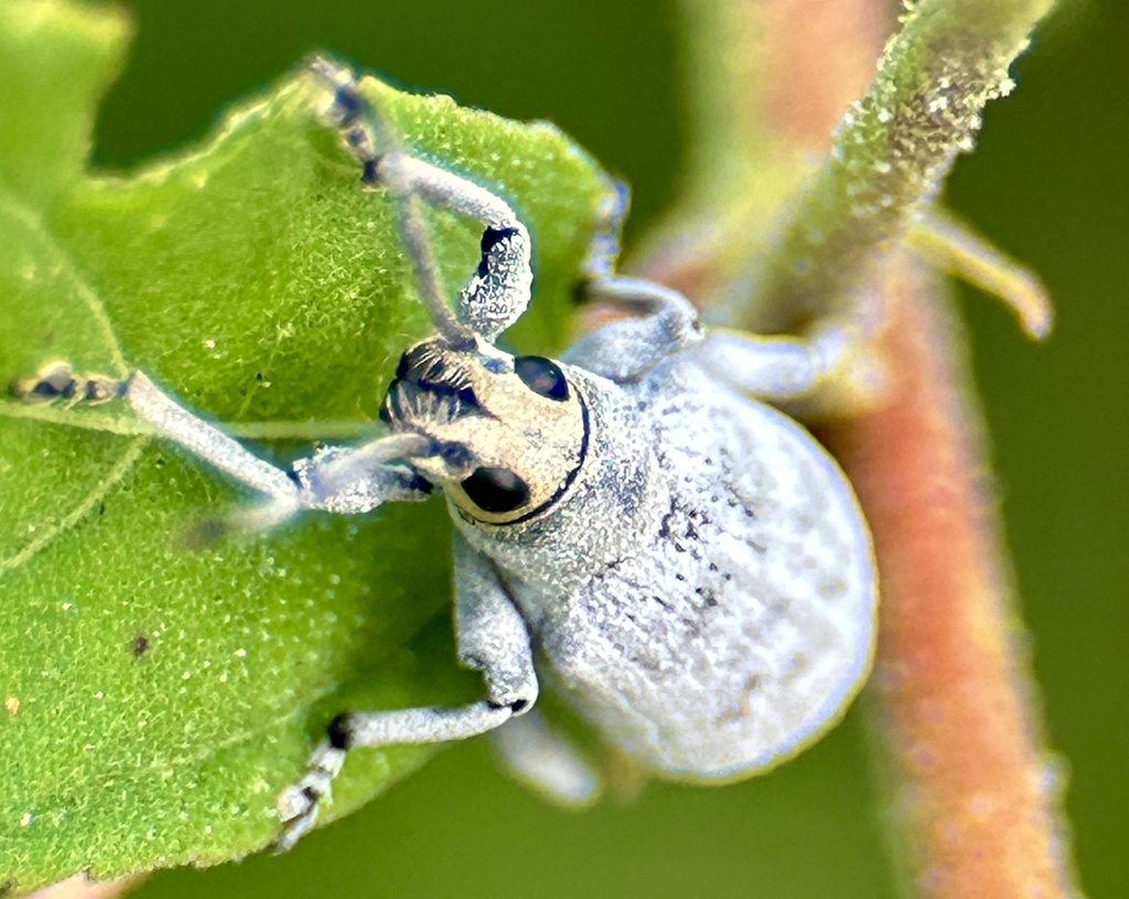 Sri Lanka Weevil from SW 80th Terr, Miami, FL, US on December 2, 2023 ...