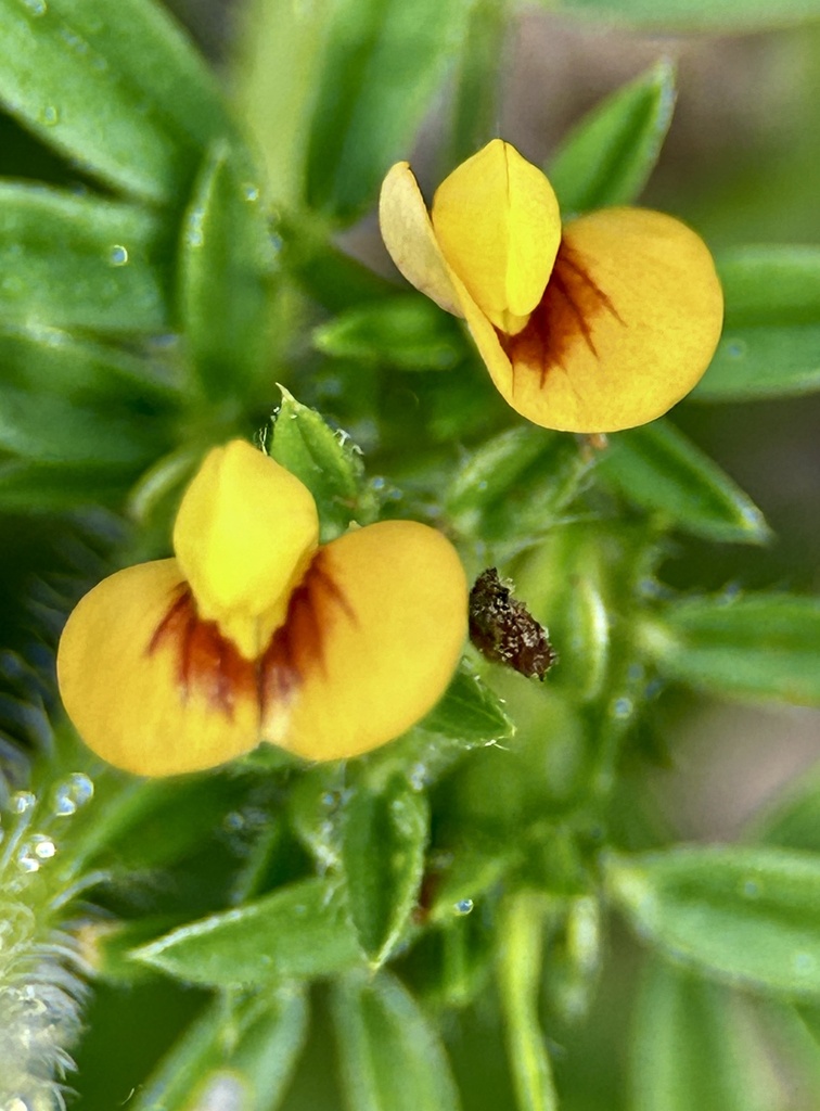 Caribbean Stylo from SW 80th Terr, Miami, FL, US on December 2, 2023 at ...