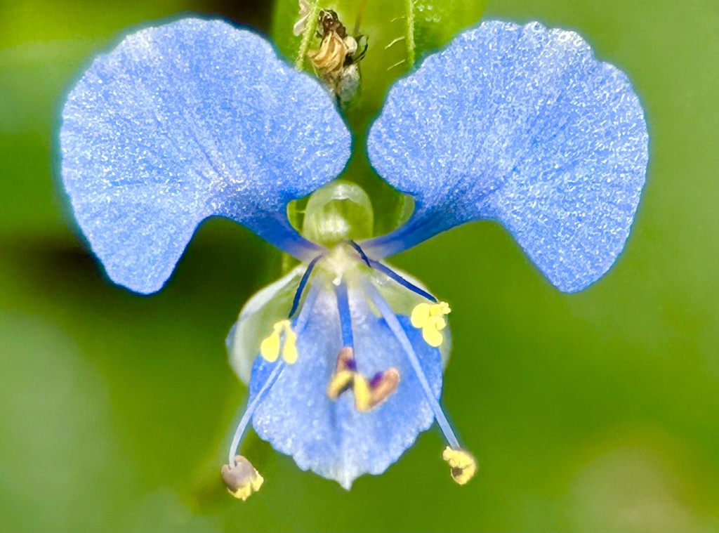 climbing dayflower from SW 80th Terr, Miami, FL, US on December 2, 2023 ...