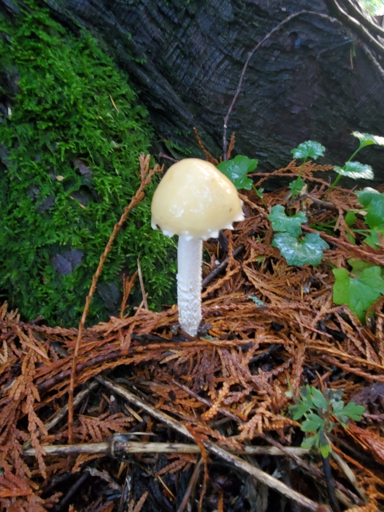 Questionable Stropharia from Silverdale, WA 98383, USA on December 2 ...
