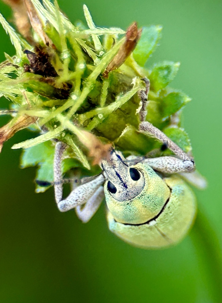 Blue-Green Citrus Root Weevil from SW 80th Terr, Miami, FL, US on ...