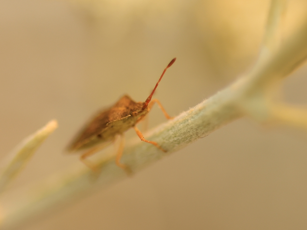 Althos sinuaticollis from Maipú, Región Metropolitana, Chile on ...