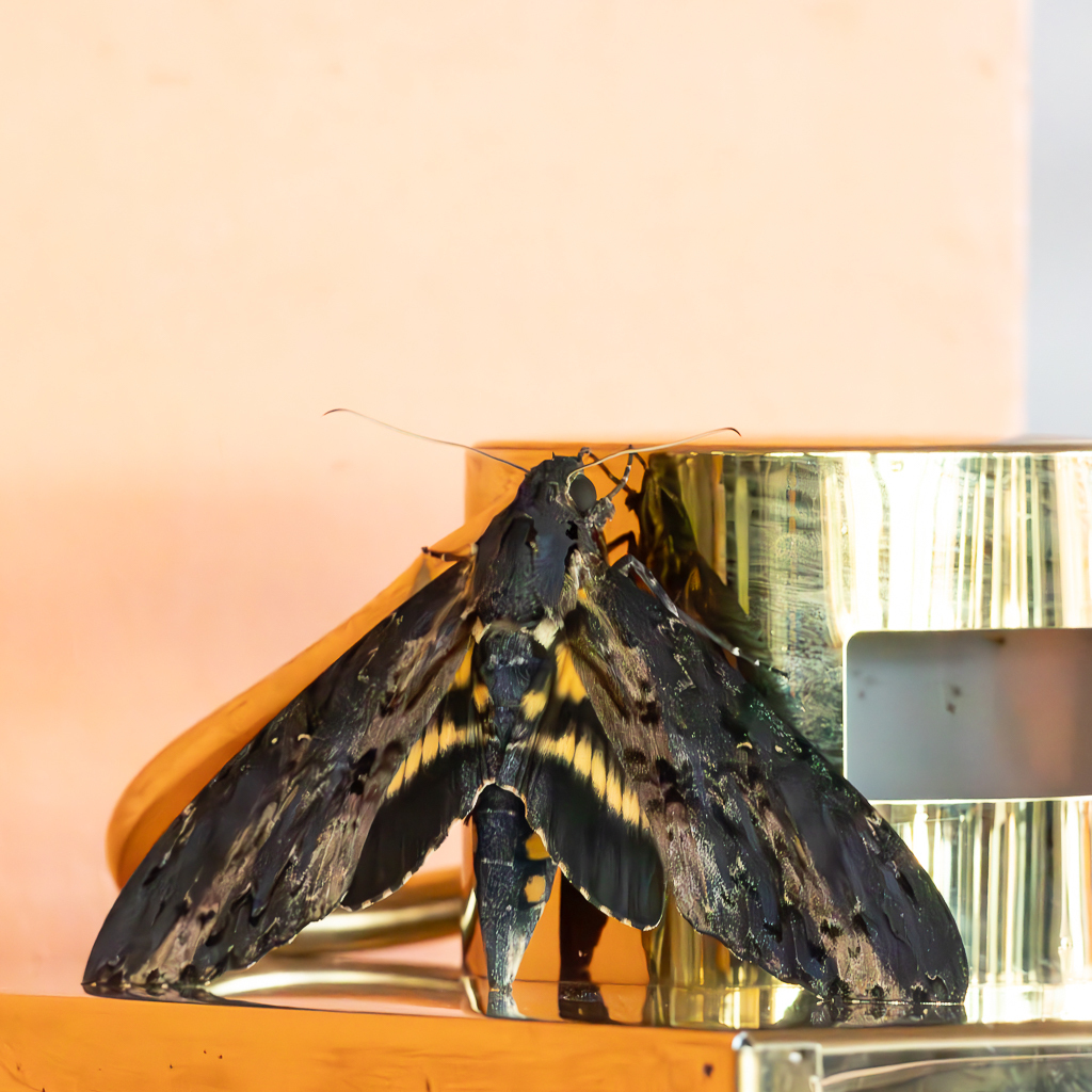 Neococytius cluentius from Candeias do Jamari - RO, 76860-000, Brasil ...