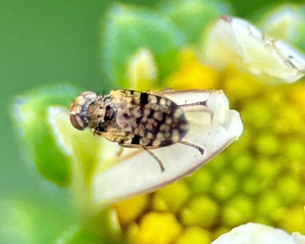 Dioxyna picciola from SW 80th Terr, Miami, FL, US on December 2, 2023 ...