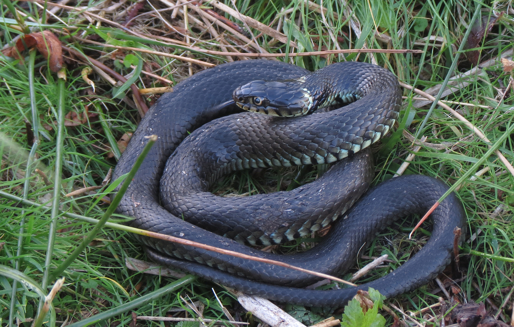 barred grass snake from Kalenberg, Netherlands on November 14, 2023 at ...