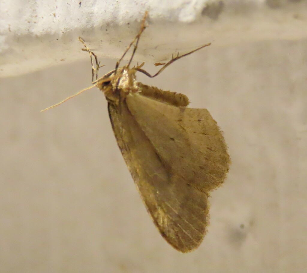 Winter Moth from Dartmouth, NS, Canada on December 1, 2023 at 09:20 PM ...