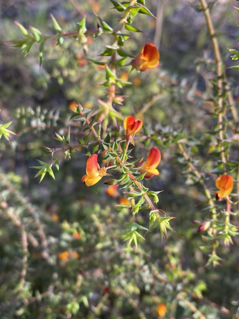 spiny bush-pea from Ashgrove Cr, Ashgrove, QLD, AU on December 3, 2023 ...