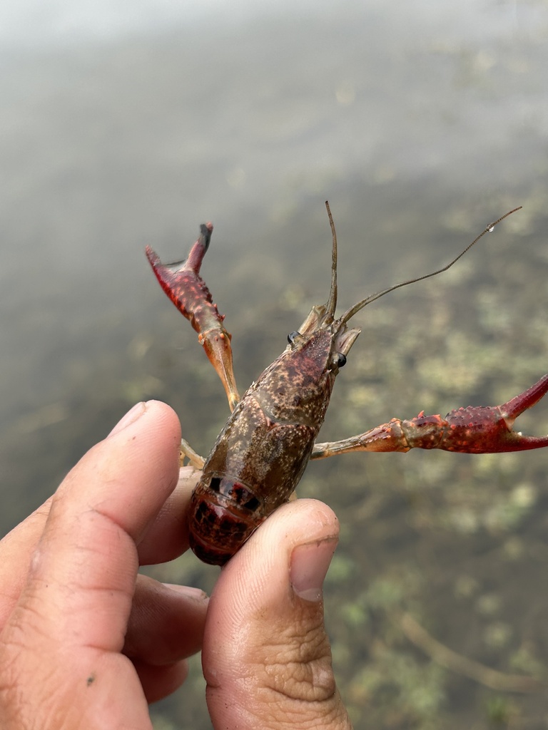 Red Swamp Crayfish from San Antonio River, San Antonio, TX, US on ...
