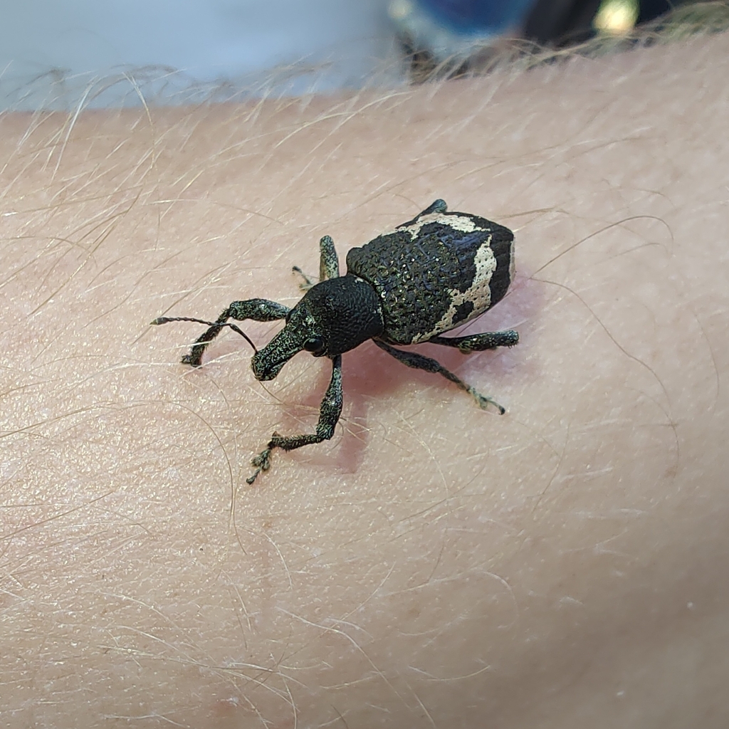 True Weevils from SP-122, km 50,6 sul - Paranapiacaba, Santo André - SP ...
