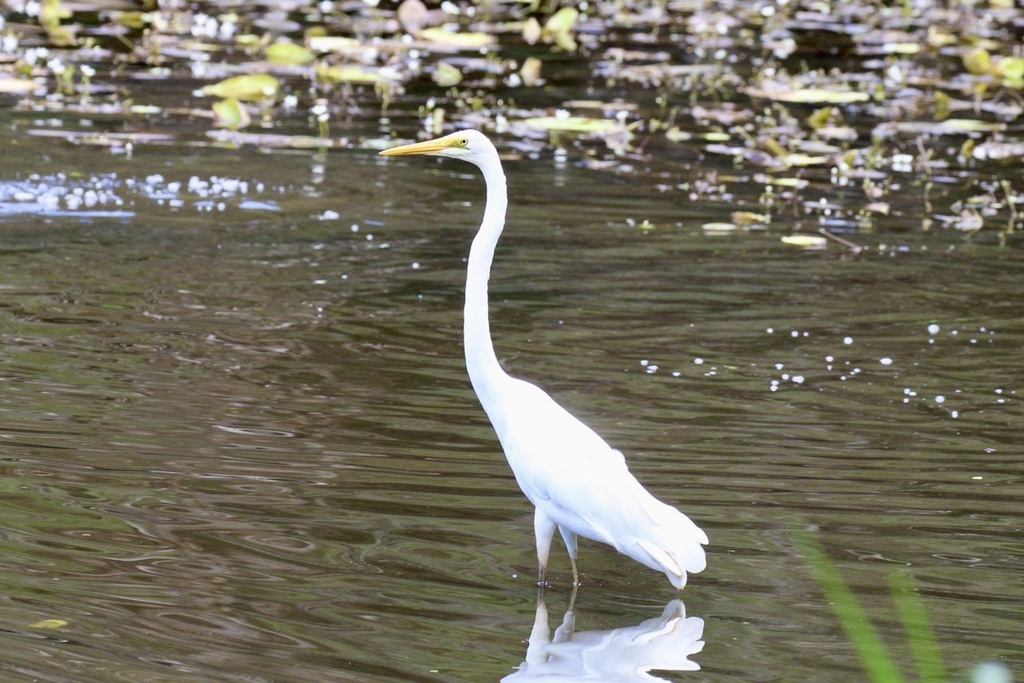 Great Egret from Nudgee Waterhole Reserve, Banyo, QLD, AU on December 2 ...