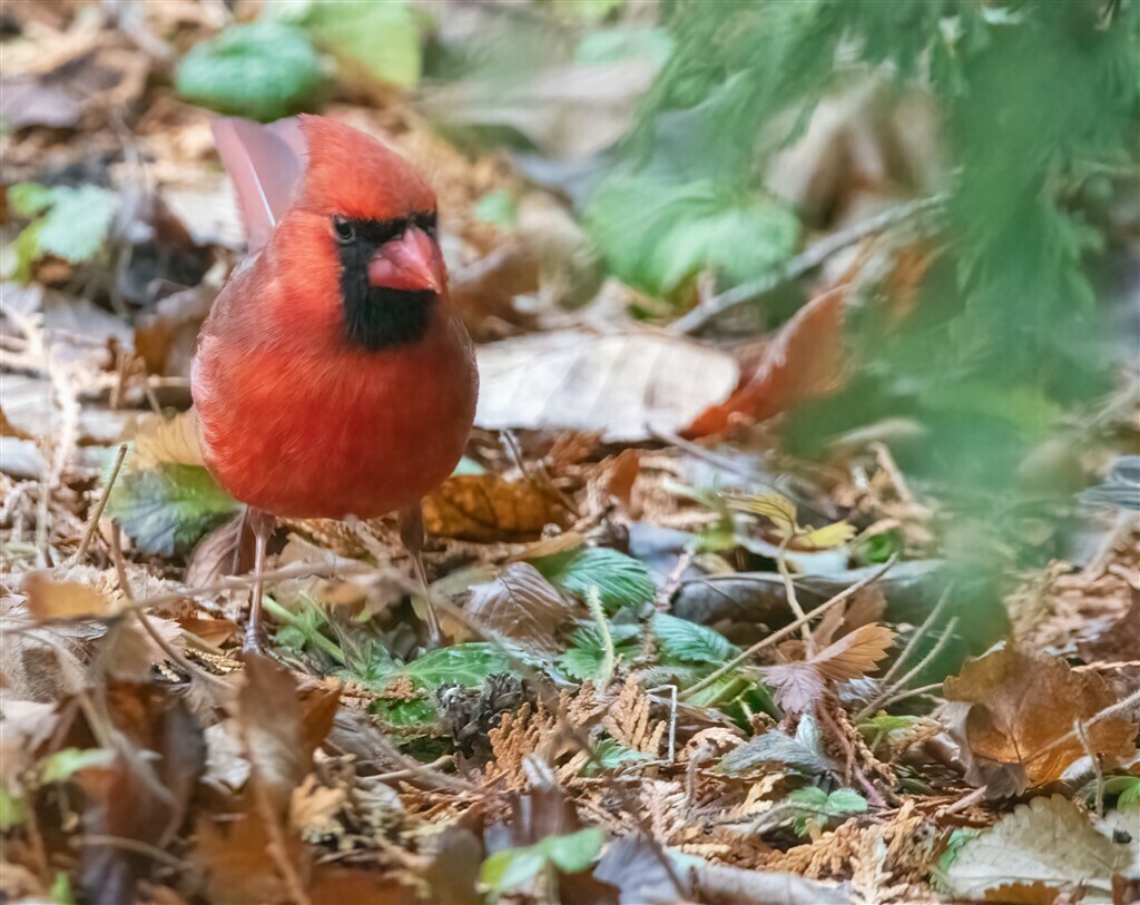 Northern Cardinal from Canary Crescent, Toronto, ON M2K, Canada on ...