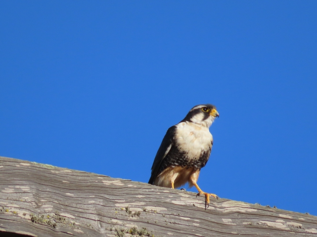 Aplomado Falcon from Vicuña, Coquimbo, Chile on November 18, 2023 at 06 ...