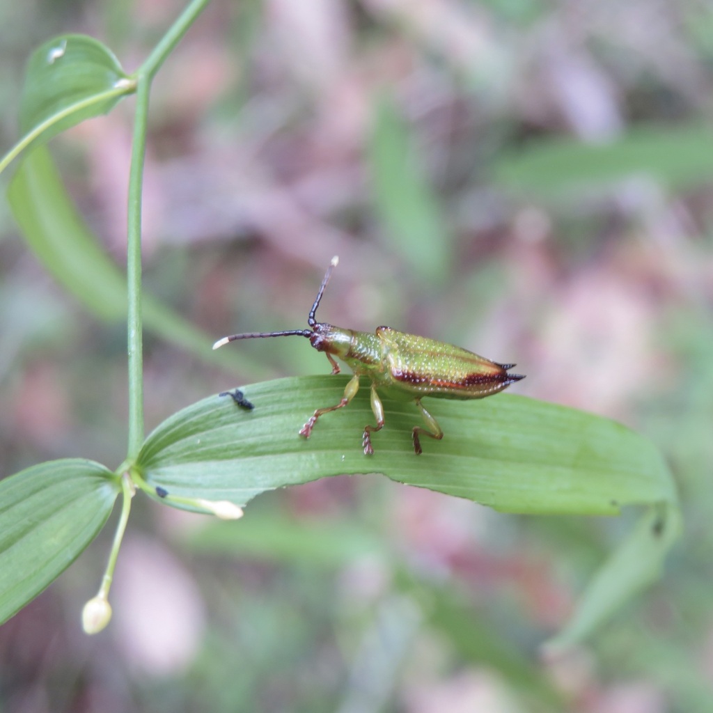 Aproida balyi from Stockyard Creek NSW 2460, Australia on November 26 ...