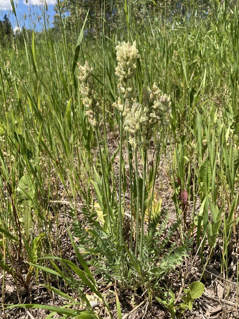 field locoweed from Kananaskis, AB T0L, Canada on July 20, 2022 at 01: ...