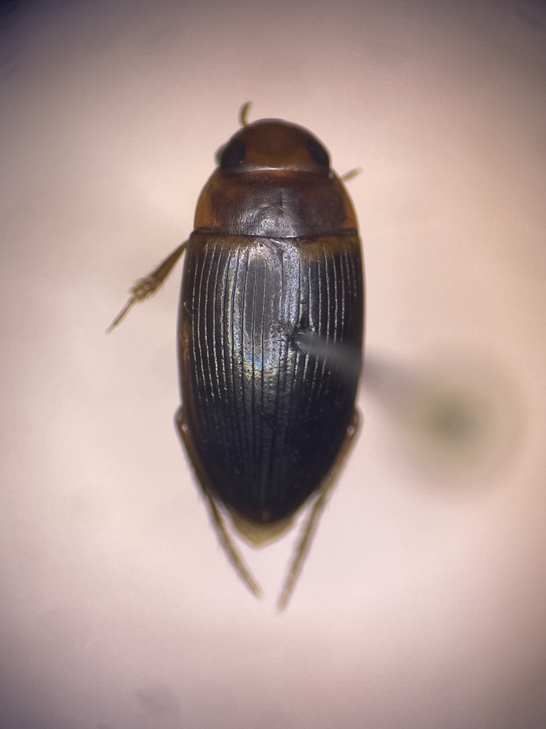 Copelatus caelatipennis princeps from University of Georgia, Athens, GA ...