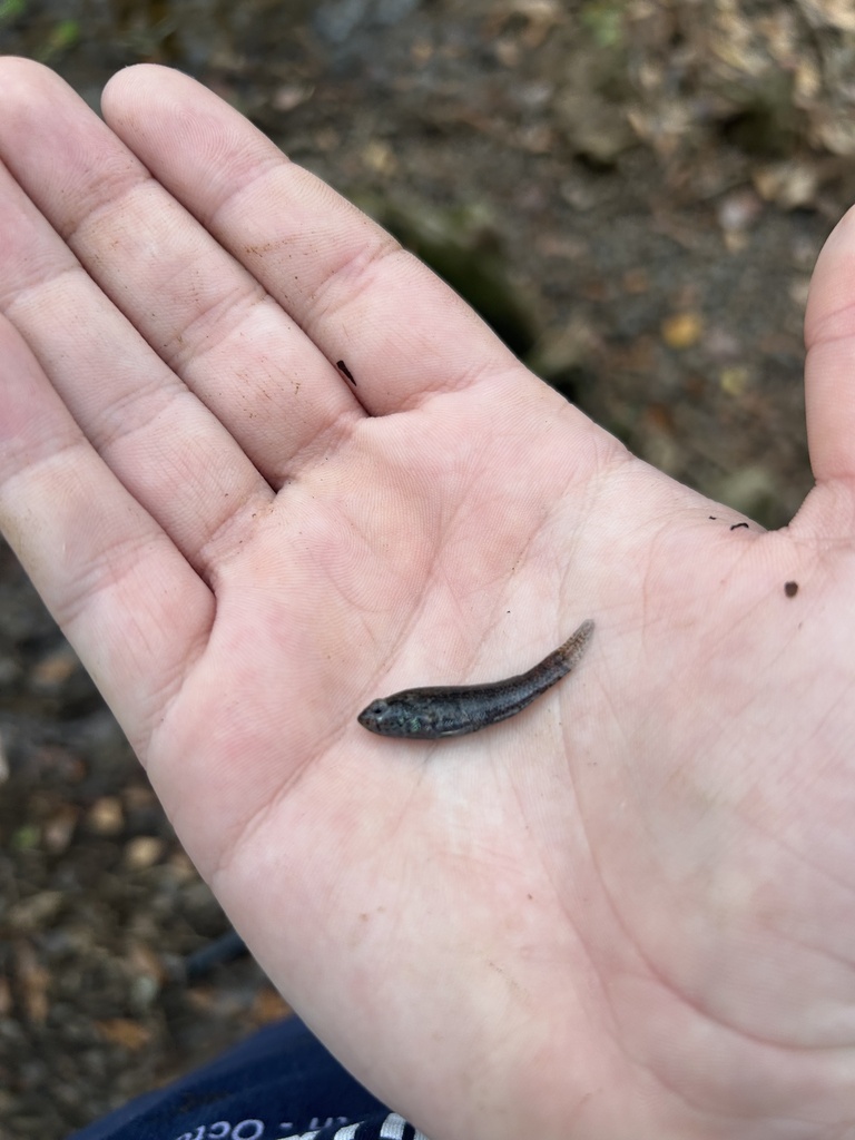 Banded Pygmy Sunfish from Fifth St, Northport, AL, US on December 2 ...