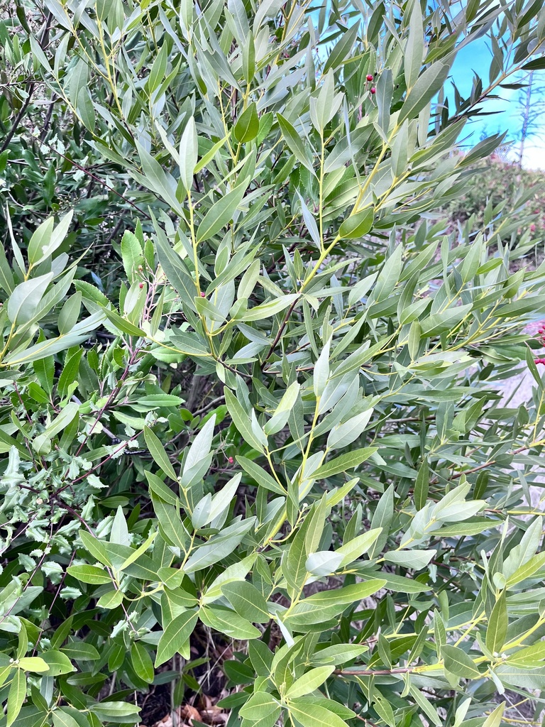California bay from Cedar Roughs Wilderness, Napa, CA, US on December 1 ...