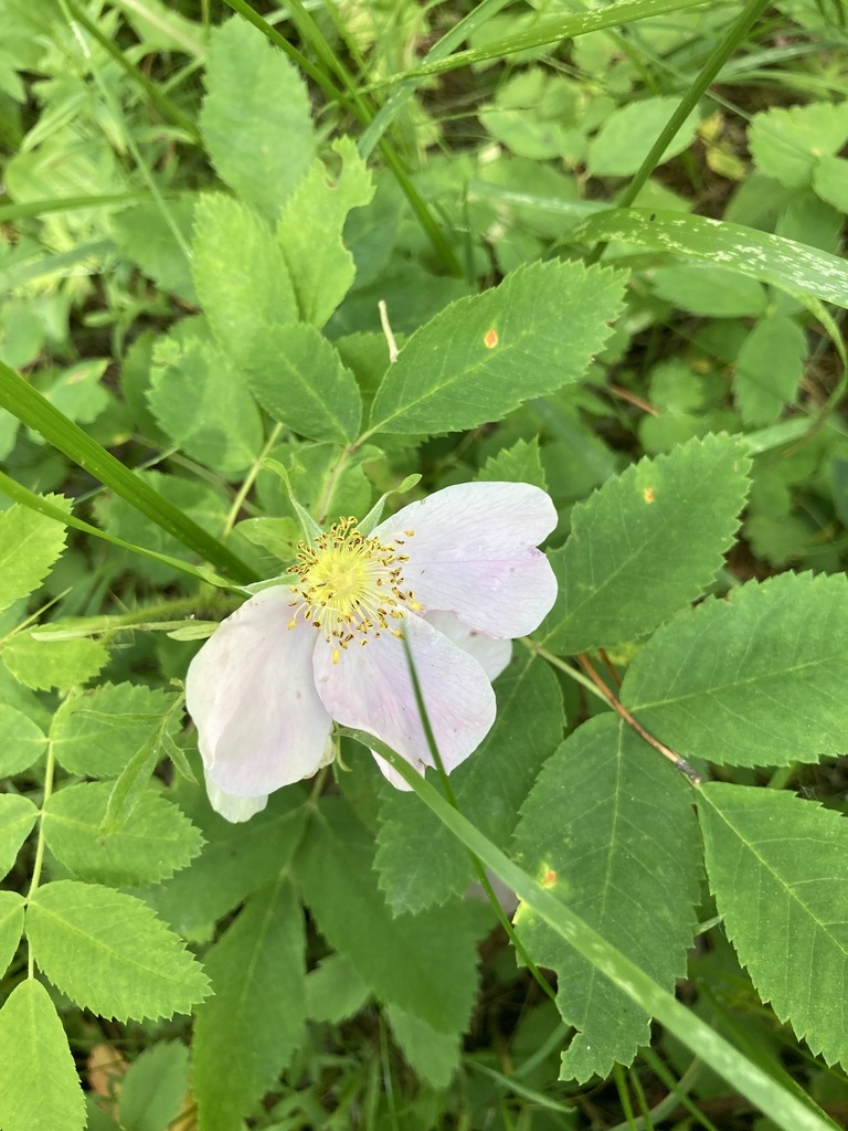 Prickly Wild Rose from Kananaskis, AB T0L, Canada on July 20, 2022 at ...