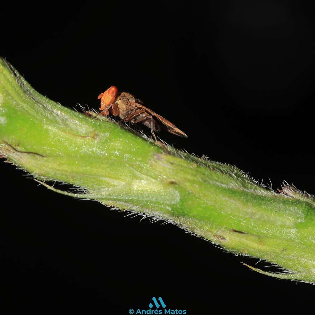 Picture-winged Flies from Panamá, Provincia de Panamá, Panamá on ...