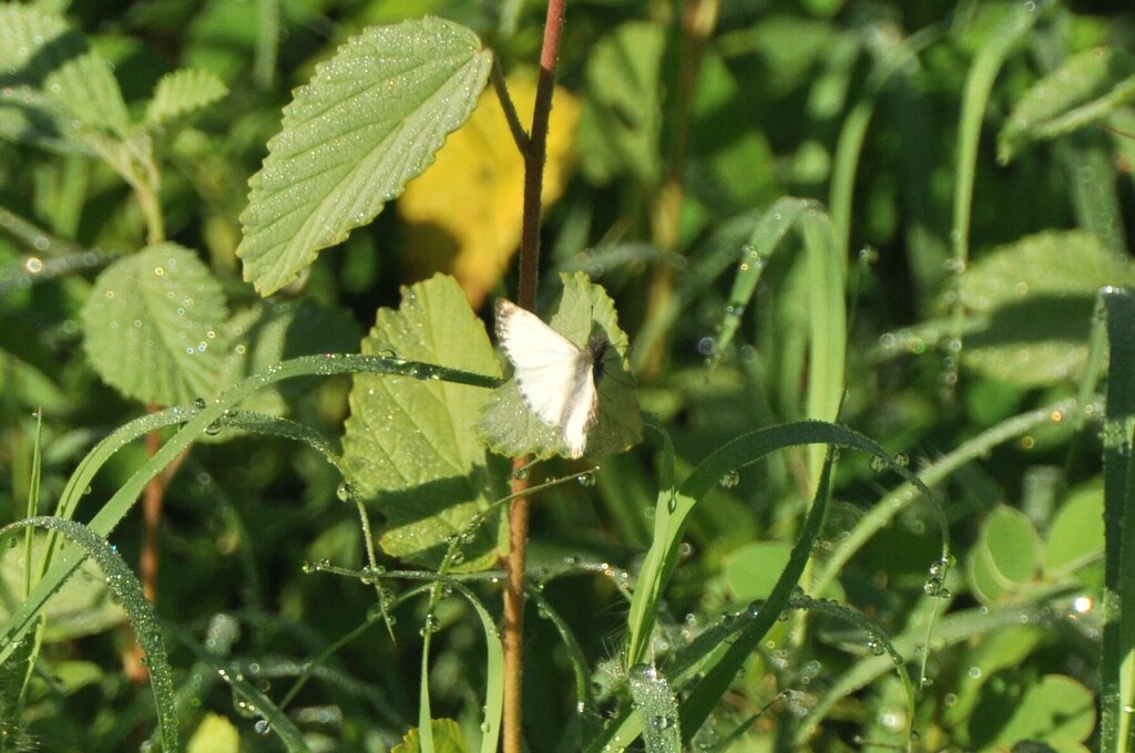 Turk's-cap White-Skipper from Mérida Municipality, Yucatan, Mexico on ...