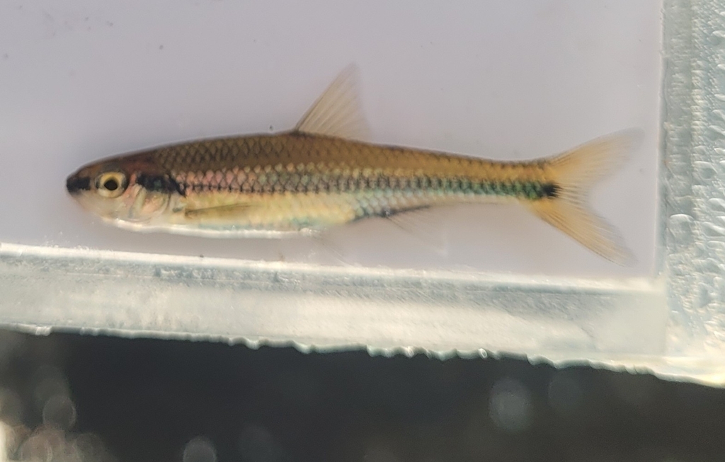 (Alburnops) - Marine Life Identification