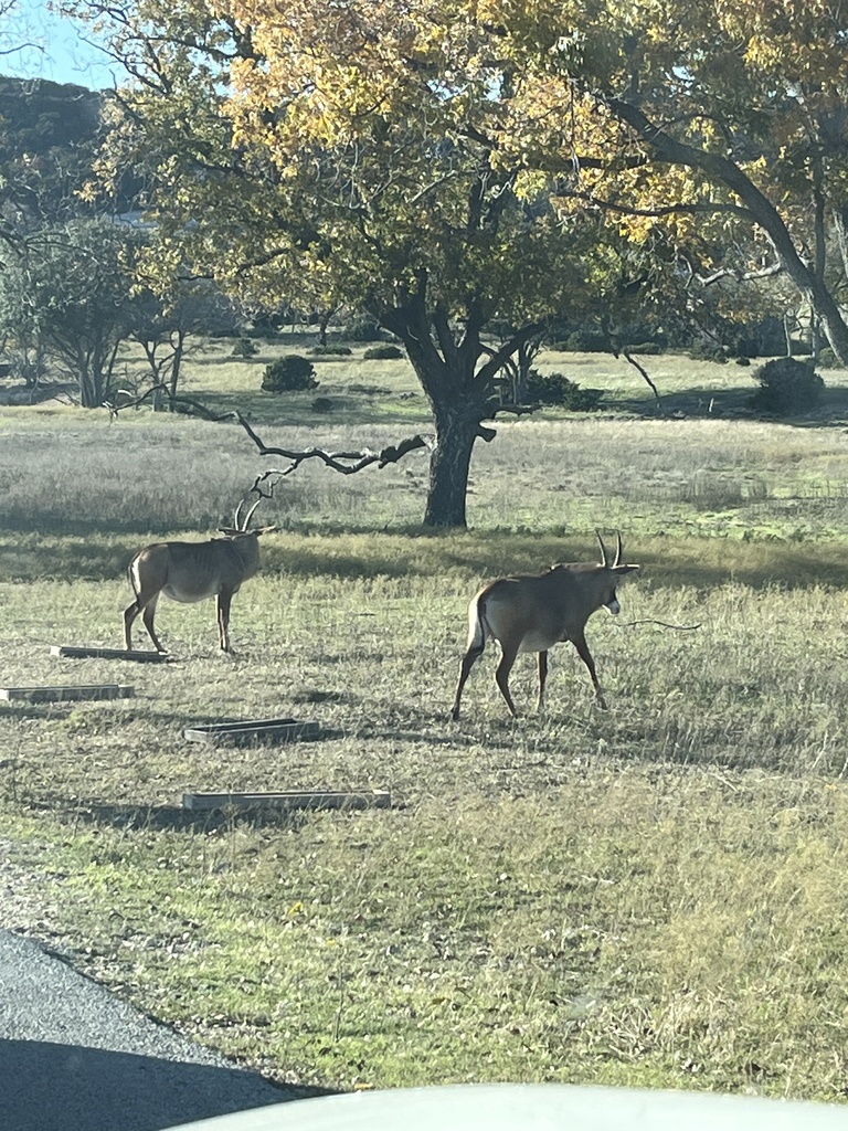 Roan Antelope from Glen Rose, TX, US on December 2, 2023 at 03:37 PM by ...