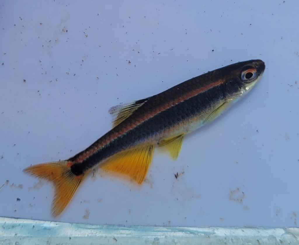 Metallic Shiner in June 2023 by bgmooaz123 · iNaturalist