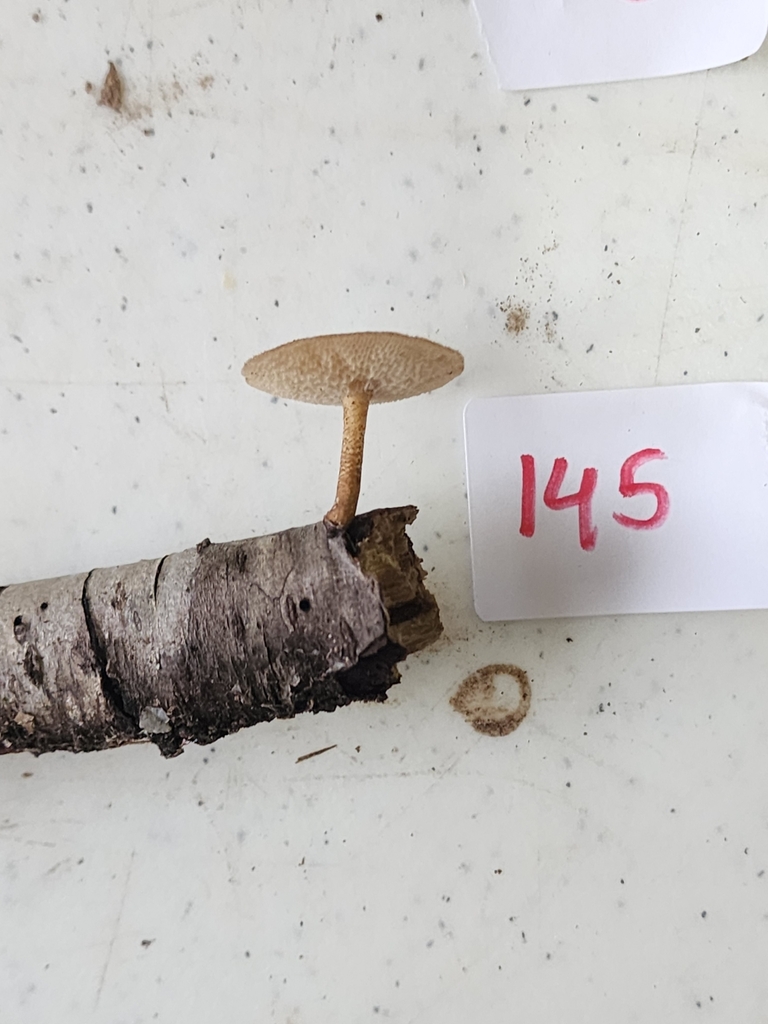 Lentinus flexipes from Norwood, LA 70761, USA on December 2, 2023 at 03 ...