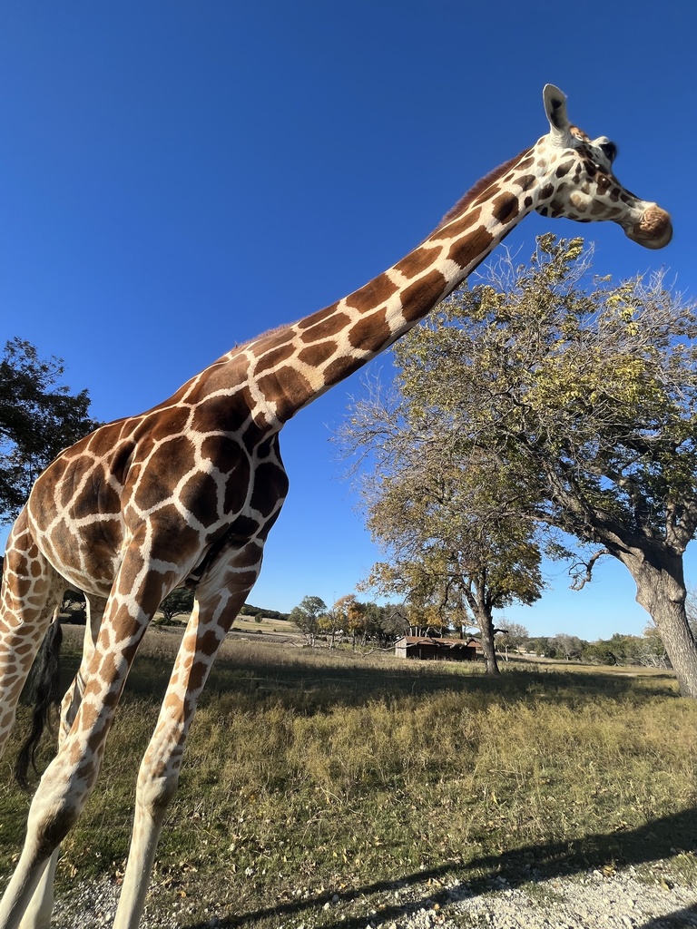 Giraffes from Fossil Rim Wildlife Center, Glen Rose, TX, US on December ...