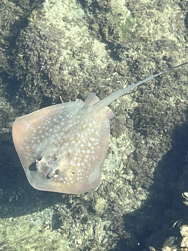 Common Stingaree from Coffs Harbour, Coffs Harbour, NSW, AU on December ...