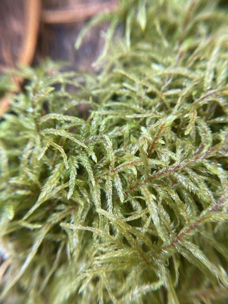 Red-stemmed Feather Moss from Marlow, NH, US on December 02, 2023 at 11 ...