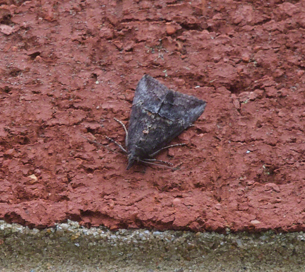Green Cloverworm Moth from Goochland County, VA, USA on December 2 ...