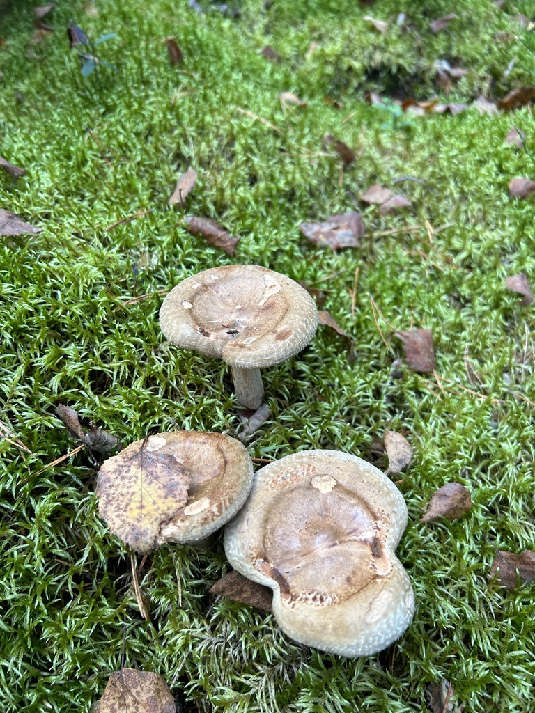 Fungi Including Lichens from Lunsen, Uppsala, 瑞典 on September 29, 2023 ...