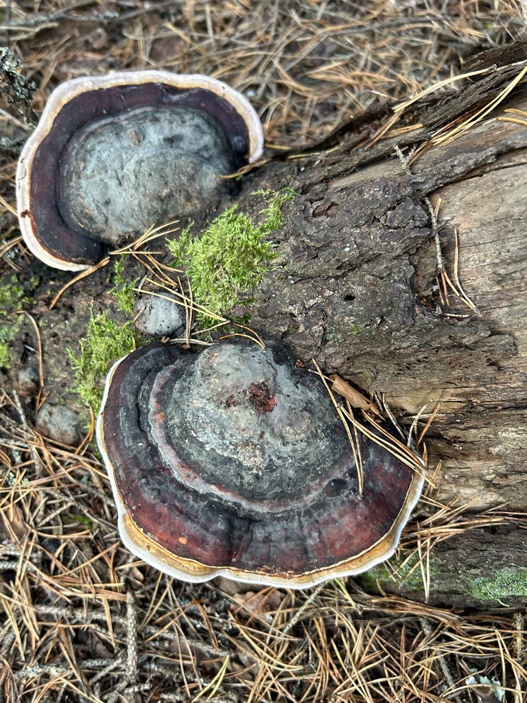 Red-banded Polypore from Lunsen, Uppsala, 瑞典 on September 29, 2023 at ...