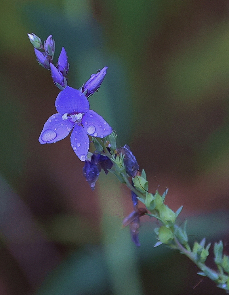 Digger's Speedwell from Chiltern VIC 3683, Australia on November 24 ...