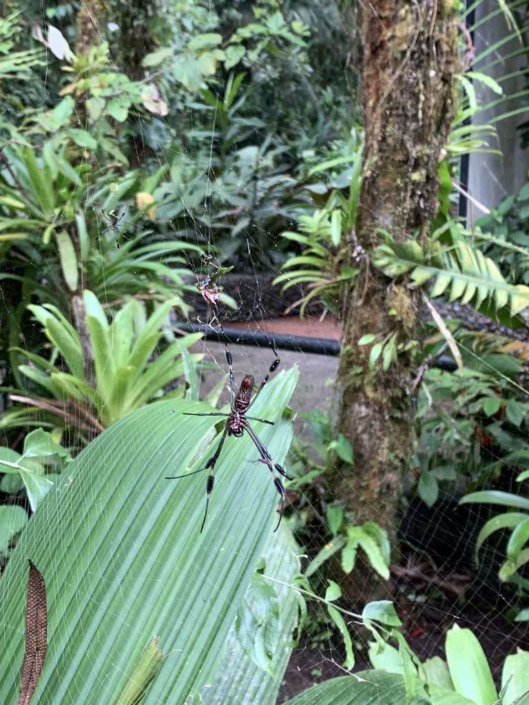 Golden Silk Spider from Limón Province, Guapiles, Costa Rica on March ...
