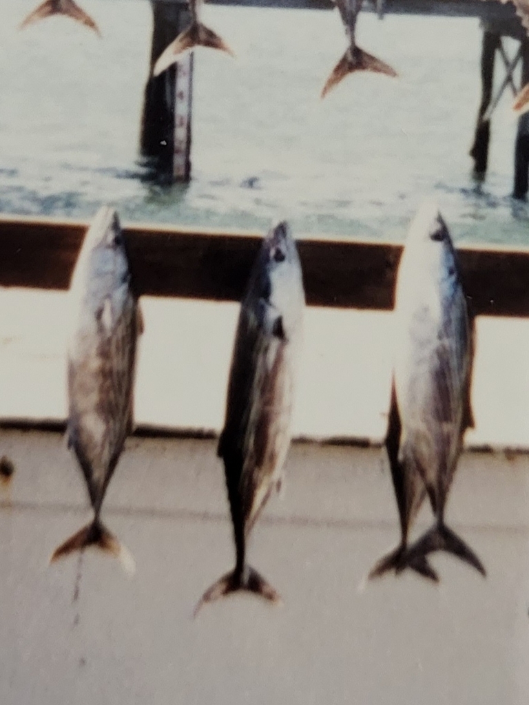 Atlantic Bonito from United States on June 12, 1989 by denniskent ...