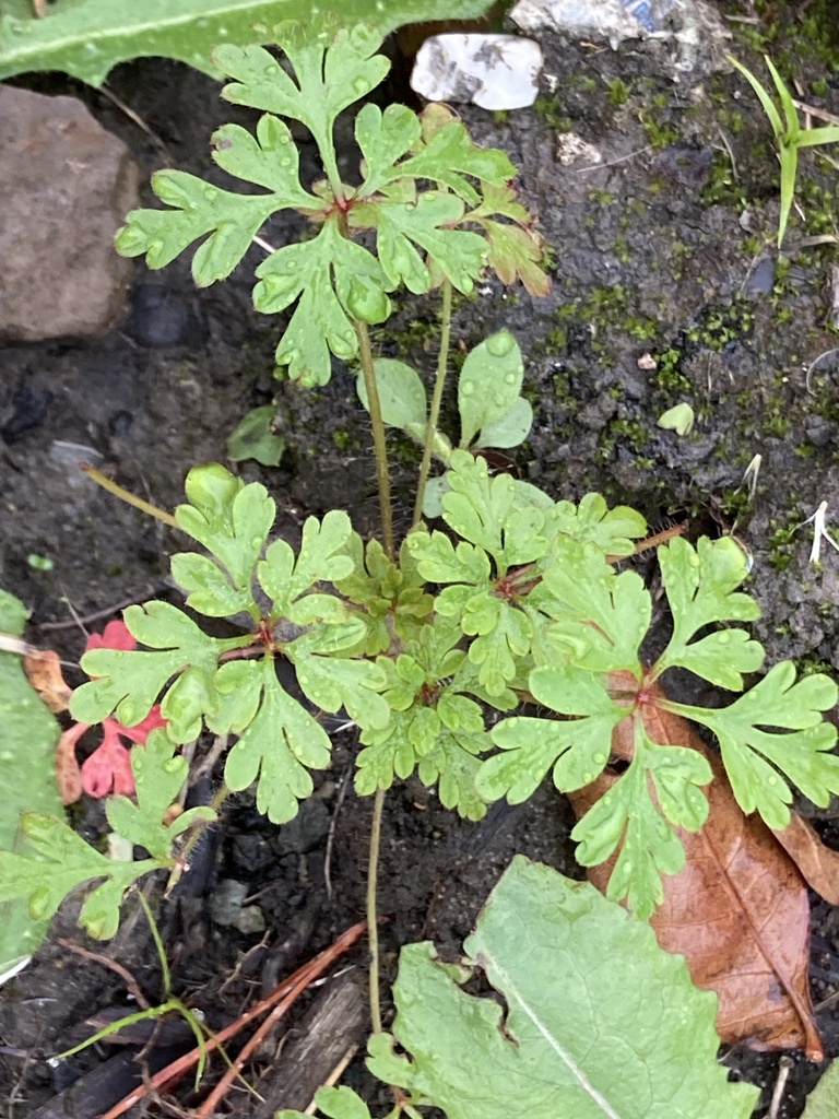 Ruberta from Red Top Rd, Fairfield, CA, US on December 2, 2023 at 08:57 ...