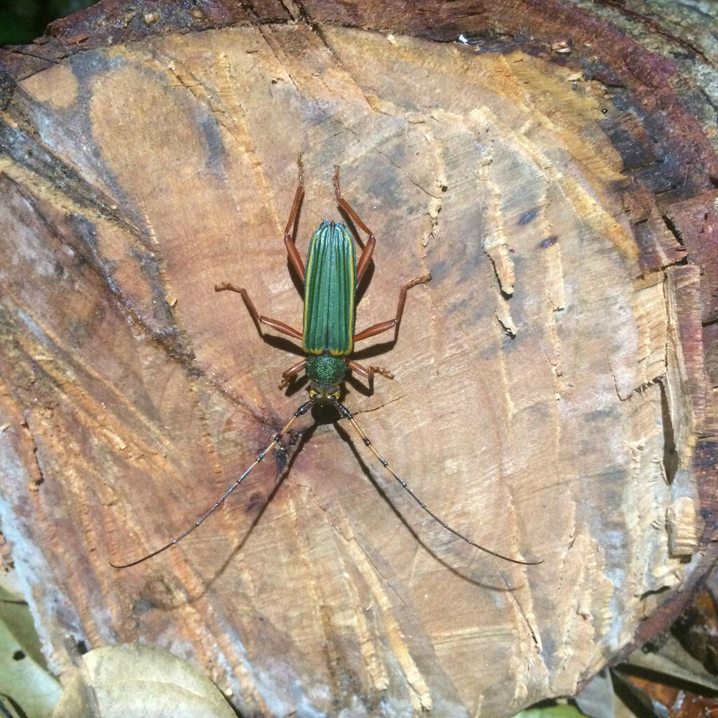 Chlorida costata from Murici - State of Alagoas, Brazil on November 23 ...