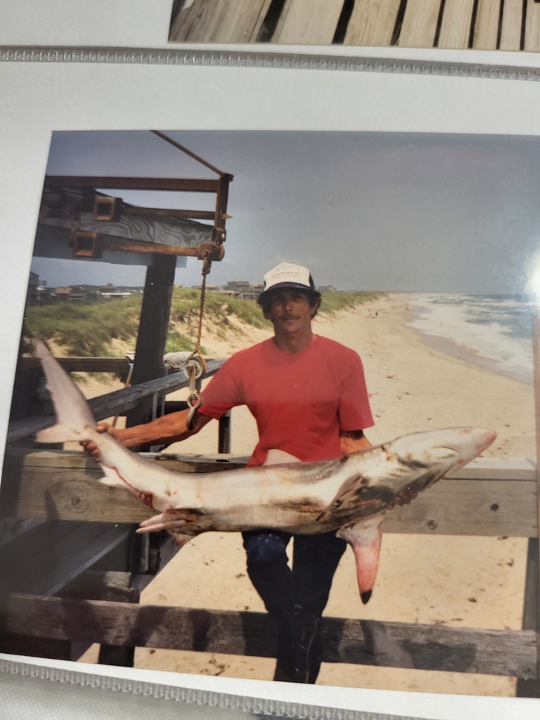 Common Blacktip Shark in June 1991 by Dennis Kent · iNaturalist