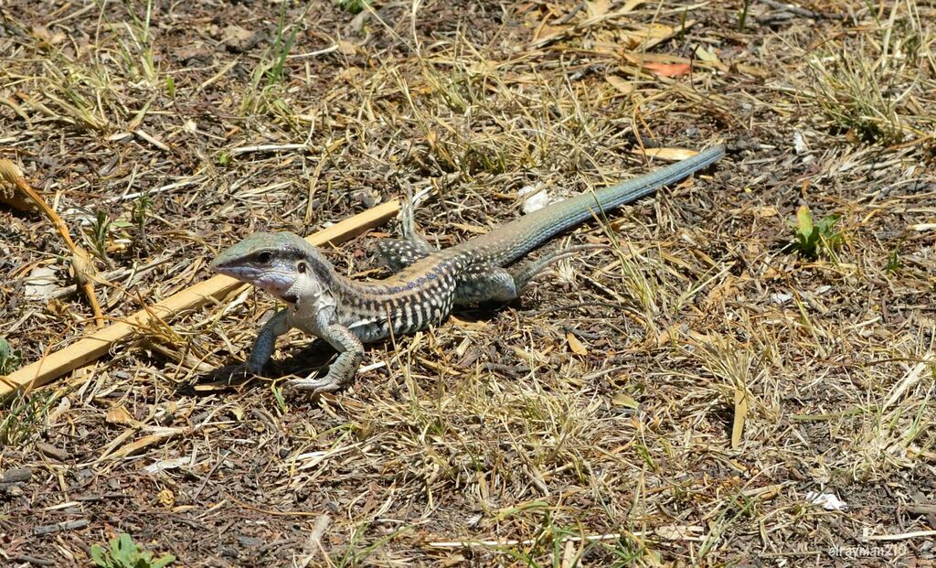Sack's Giant Whiptail Lizard from San Miguel, Macuila, San Andrés ...
