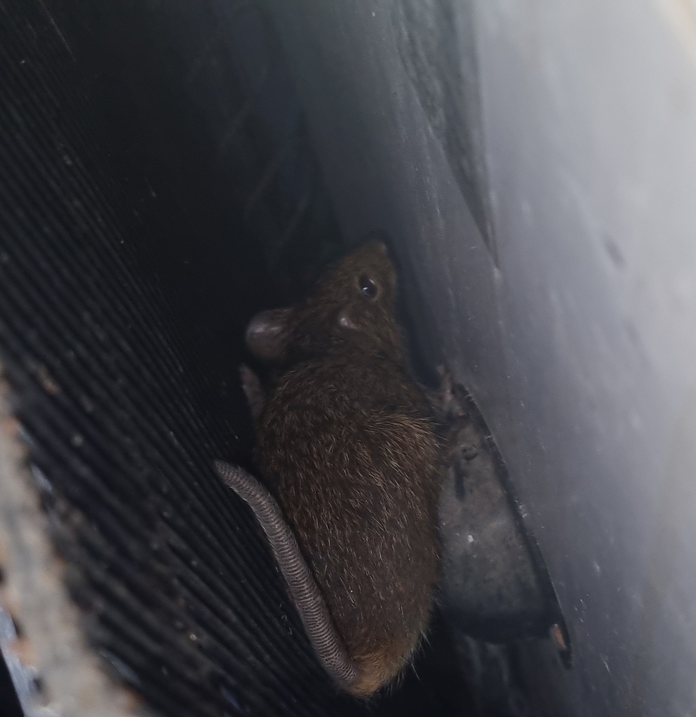 Brown Rat from VCR2+8C7, Provincia de Guanacaste, Pelón de la Altura ...