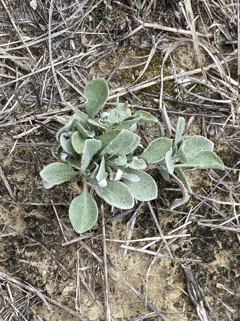 Engelmann's Bladderpod from Decatur, TX, US on December 2, 2023 at 10: ...