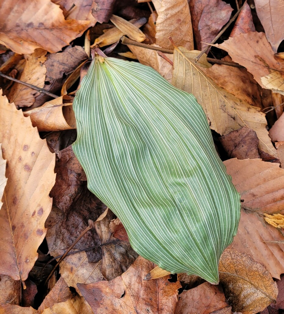 putty root from Wheaton, Wheaton-Glenmont, MD, USA on December 2, 2023 ...