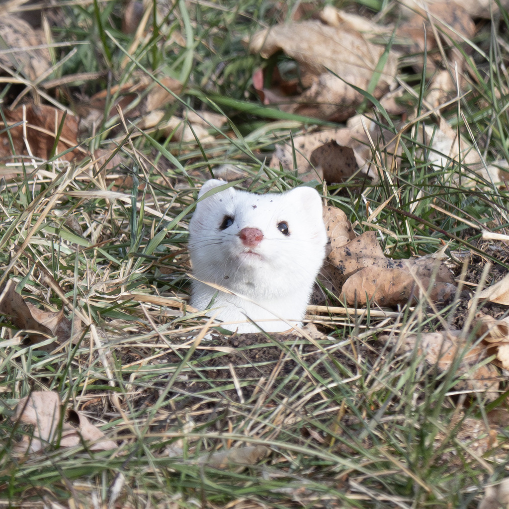 Mustelids in December 2023 by tomfido · iNaturalist