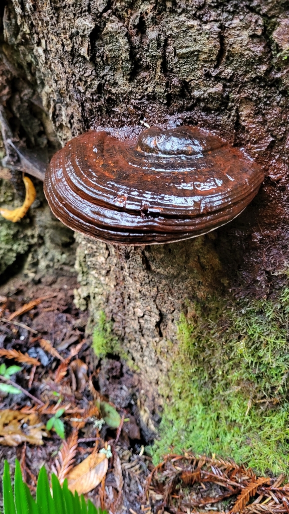 Ganoderma applanatum in December 2023 by pshanny. Deep brown staining ...