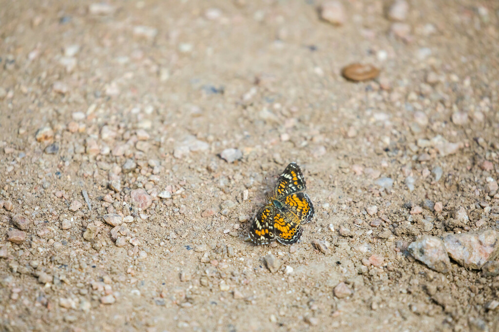 Phaon Crescent from Edinburg Scenic Wetlands, Edinburg, TX, US on ...